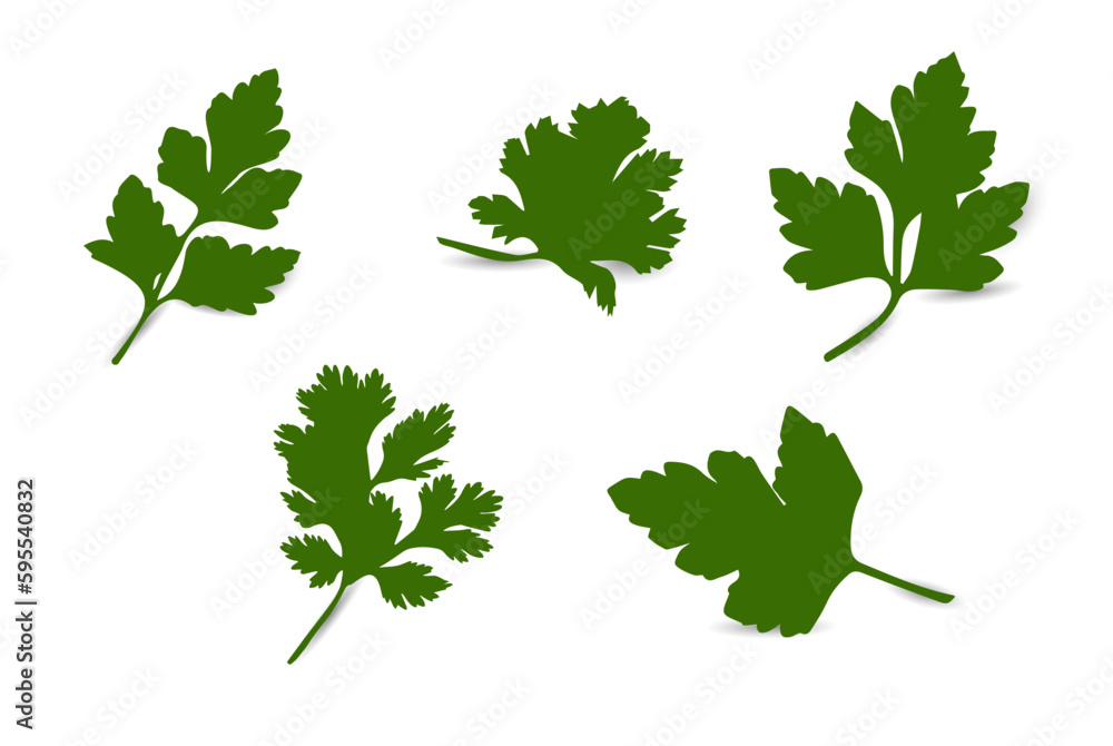 vector parsley of different shapes, realism with shade, greenery Stock ...