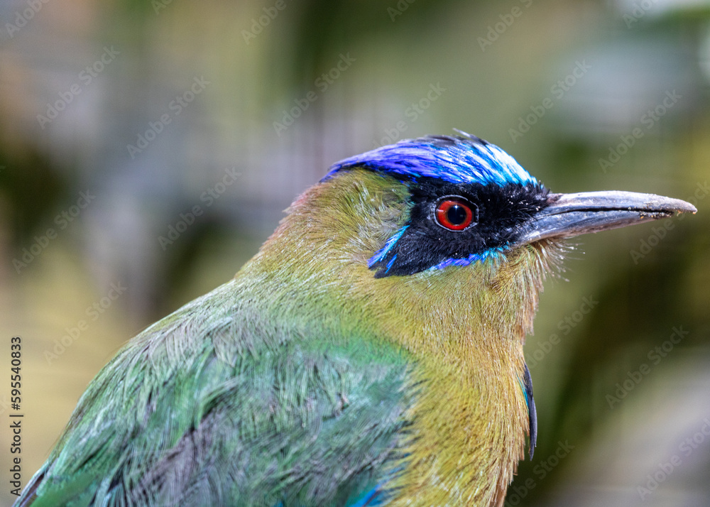 Exotic Beauty of the Amazonian Motmot: Rare Sighting of Momotus momota ...