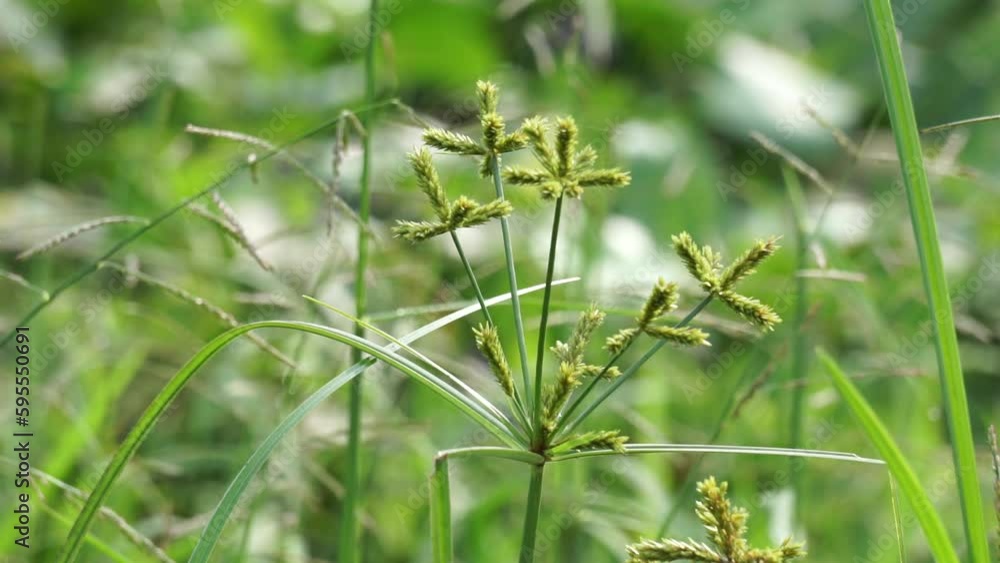 Cyperus rotundus (coco-grass, Java grass, nut grass, purple nut sedge ...