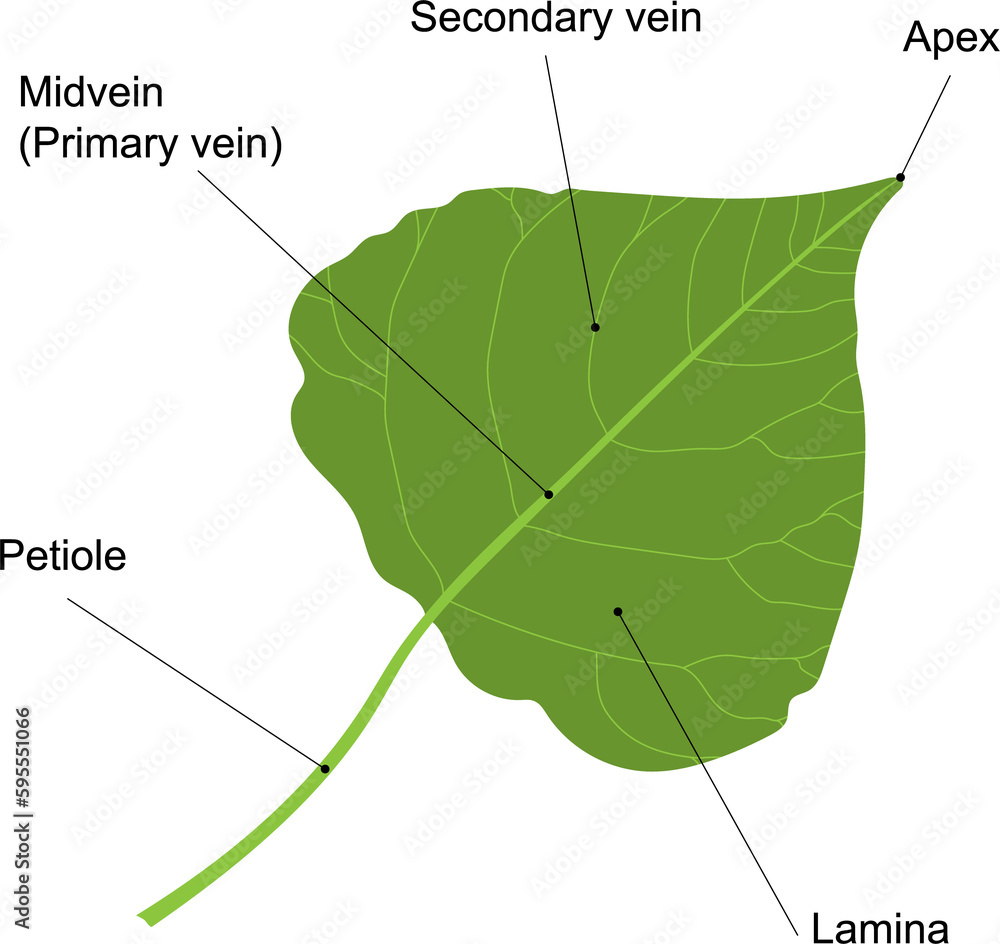 Simple leaf. Parts of a leaf. Poplar leaf isolated on white background ...