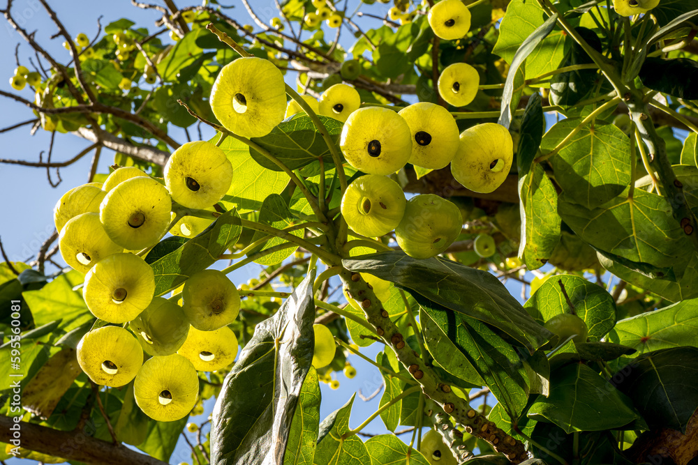 Experience the allure of the exotic with this backlit photo of the ...