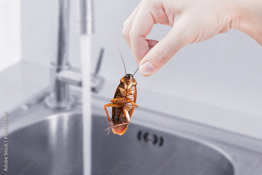 Foto de Hand holding cockroach with Kitchen Sink background, eliminate ...
