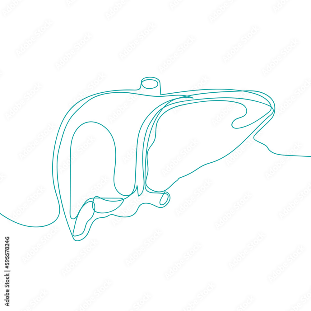 Continuous line drawing of a healthy human liver. Vector illustration ...