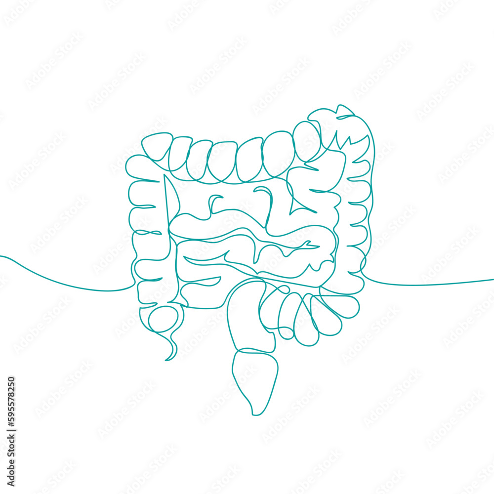 Continuous line drawing of a healthy human intestine . Vector ...