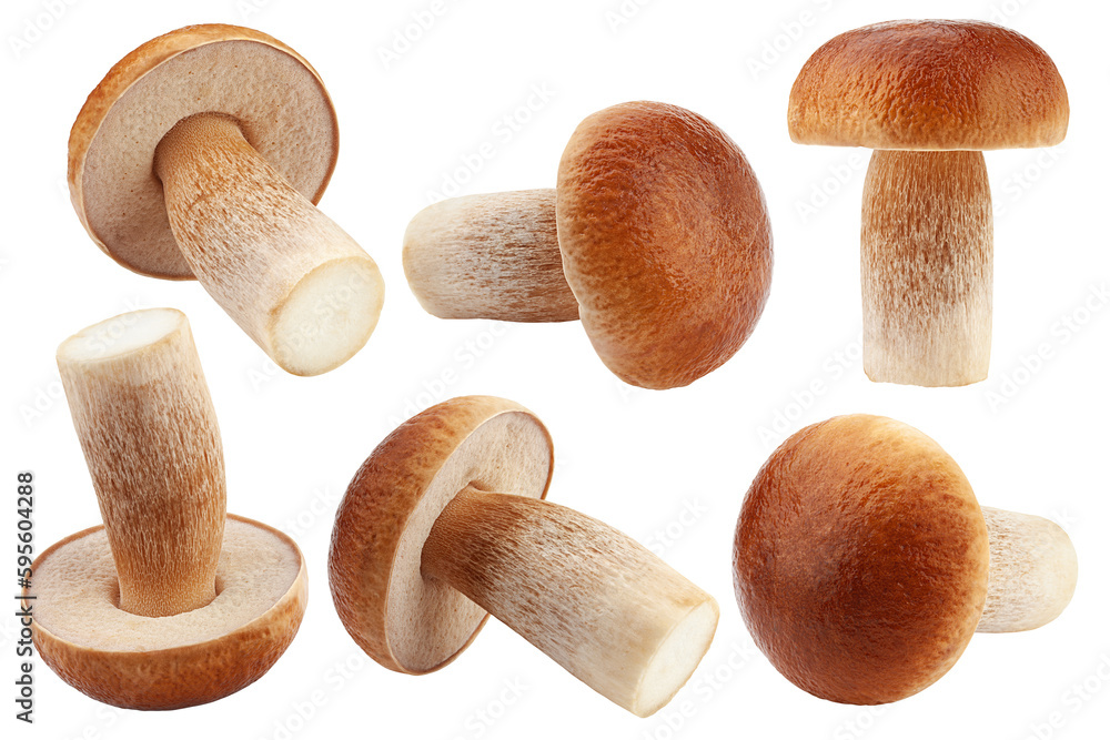 mushroom, boletus edulis, porcini, king bolete, isolated on white ...