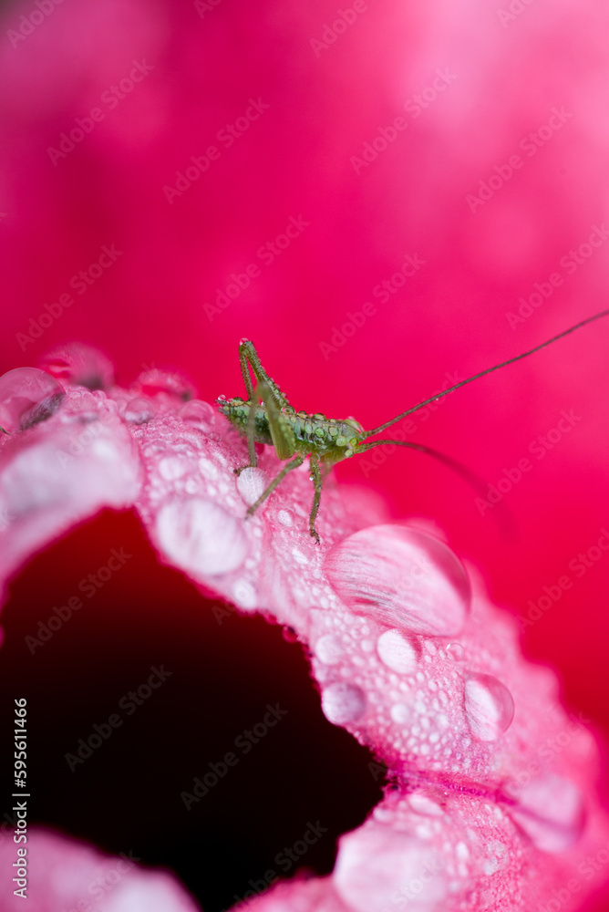 Une petite sauterelle verte sur une tulipe rouge couverte de rosée ...