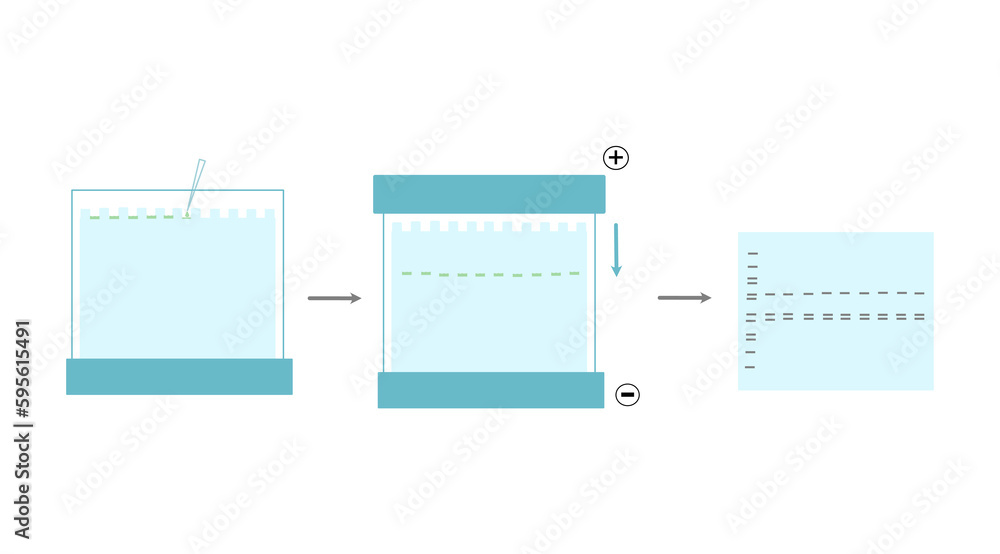 The general workflow of SDS-PAGE gel electrophoresis technique that ...