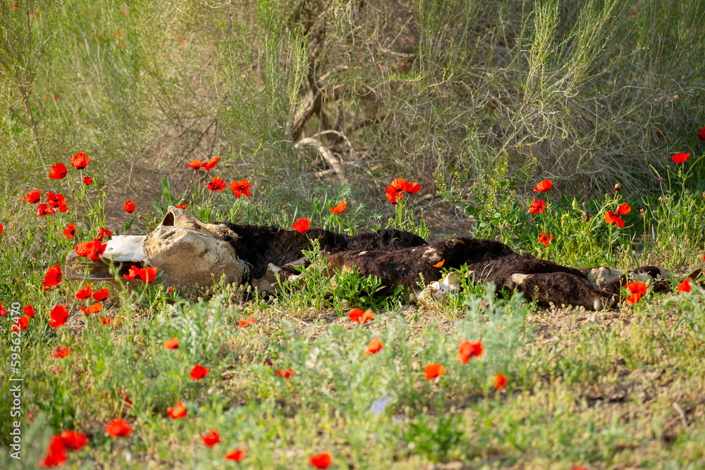 Loss of cattle. A dead rotting cow lies in the meadow. Pestilence in ...