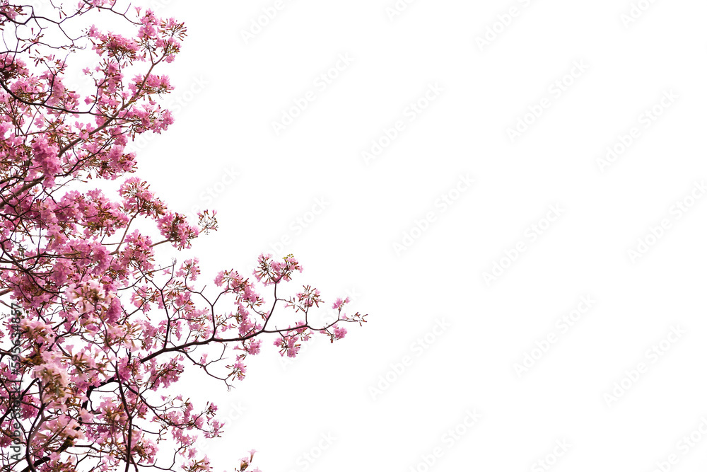 pink cherry blossom png overlay on white background Stock Photo | Adobe ...