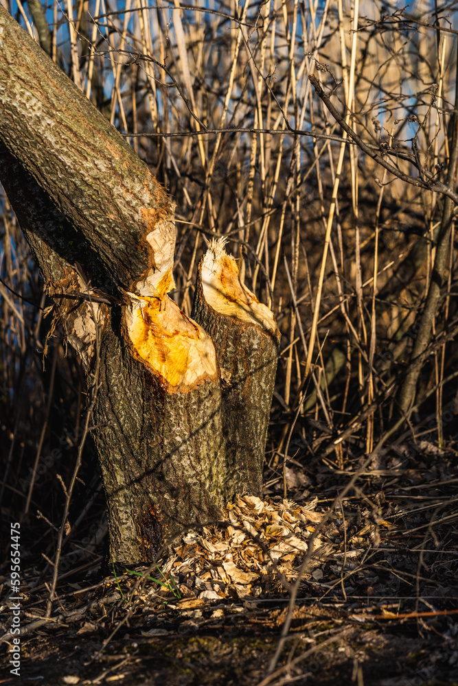 detail of a tree eaten by a beaver or a nutria, tree damaged by animals ...