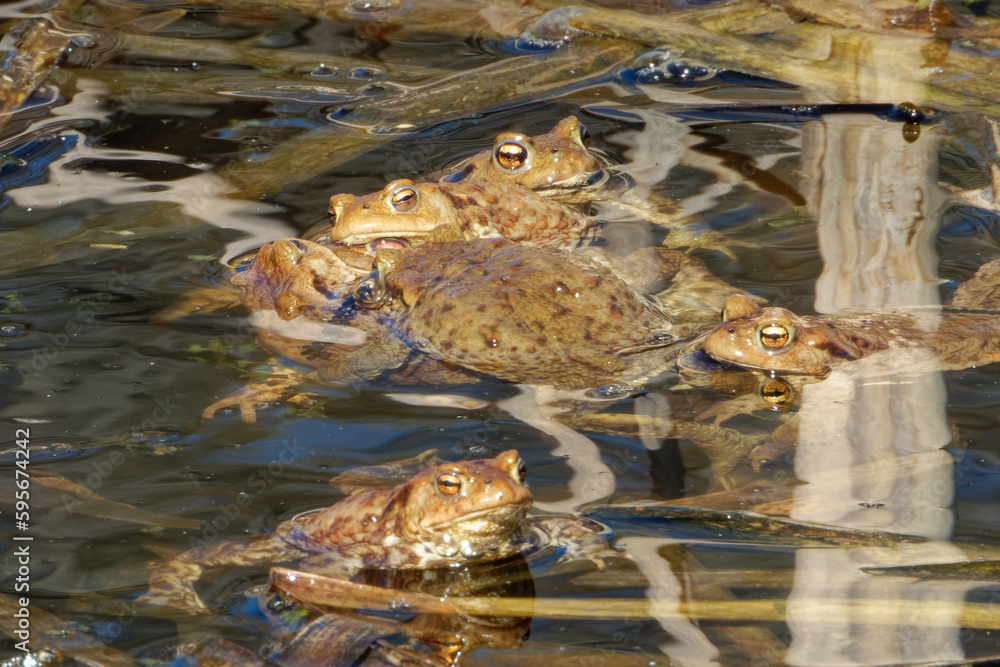 The male toads mount the females' backs, grasping them with their fore ...