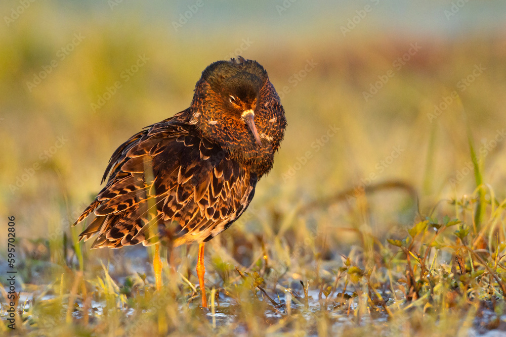 Batalion, bojownik batalion, bojownik zmienny, biegus bojownik ...