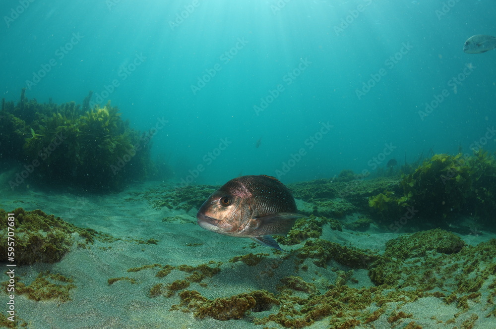 Shiny bronze coloured Australasian snapper Pagrus auratus above sea ...