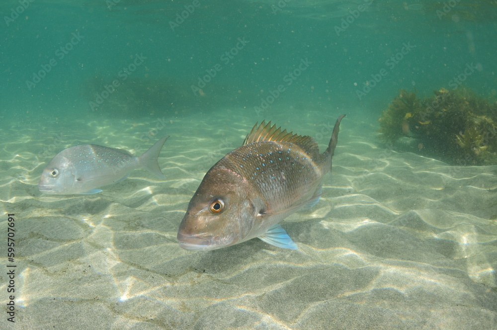 Australasian snapper Pagrus auratus with erected dorsal fin spines ...
