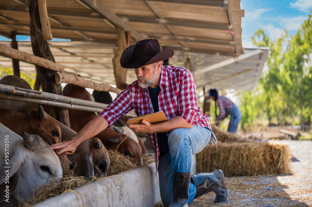 Caucasian senior farmer man cattle farming owner holding a clipboard ...
