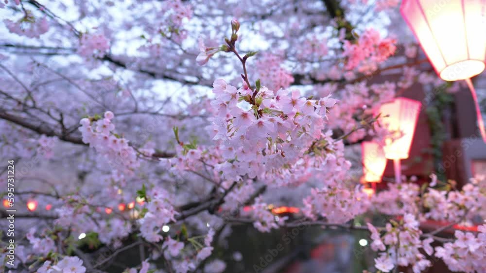 sakura blossom with night illumination at Meguro River in Tokyo, cherry ...