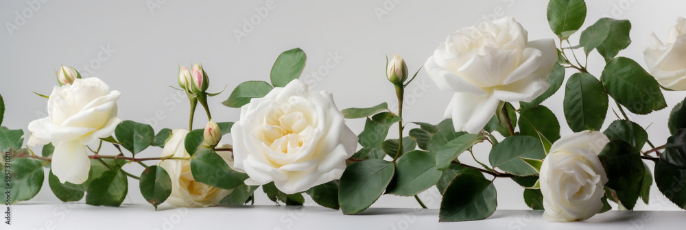 white rose plant in isolate background, horizontal layout banner ...