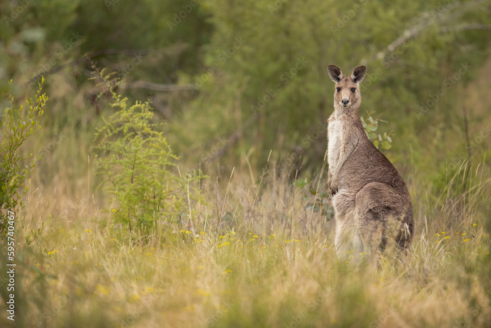 Guarding with caution - An Eastern Grey Kangaroo female displays her ...