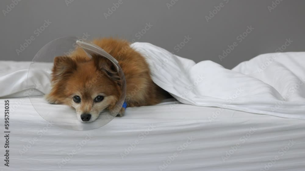 Small dog of the German Spitz breed lies resting after anesthesia in a ...