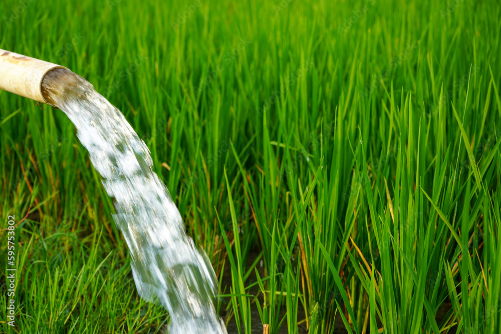 Irrigation of rice fields using pump wells with the technique of ...