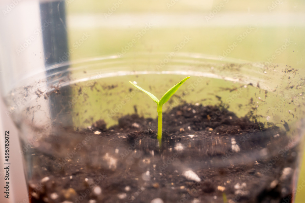 Seedlings in a transparent plastic cup close-up. The first germinal ...