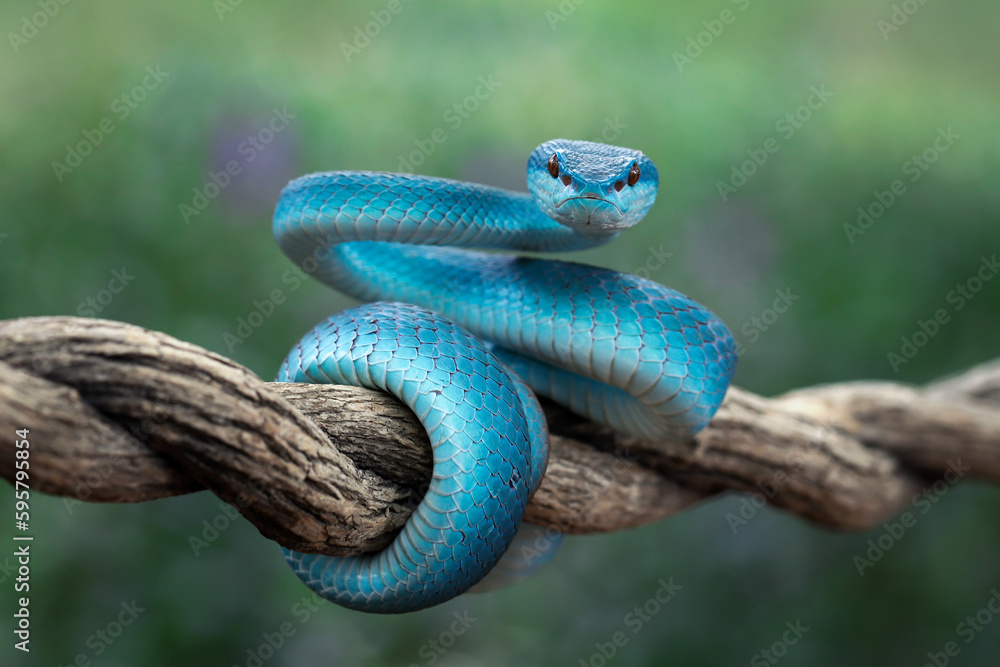 Blue Insularis (Trimeresurus insularis) is venomous pit vipers and ...