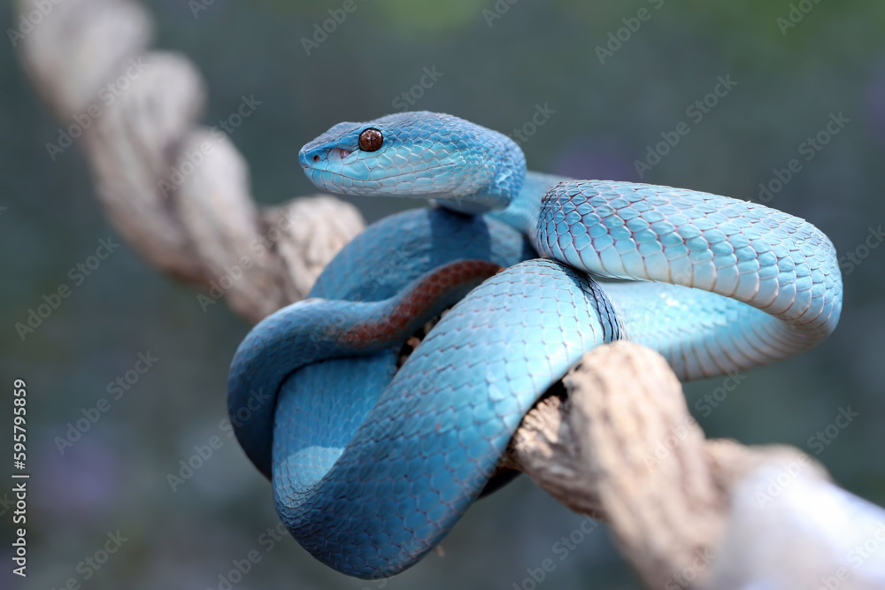 Blue Insularis (Trimeresurus insularis) is venomous pit vipers and ...