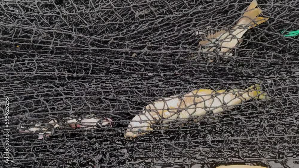 black fishing net closeup with dead fish in it. impact of commercial ...