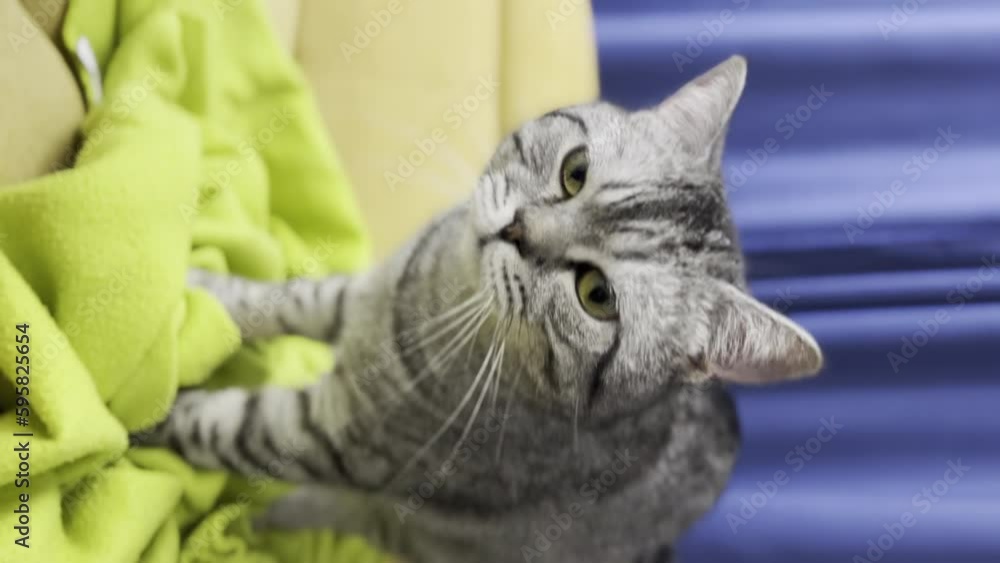 vertical ugc video of hilarious moment of a cat doing a step dance on a ...