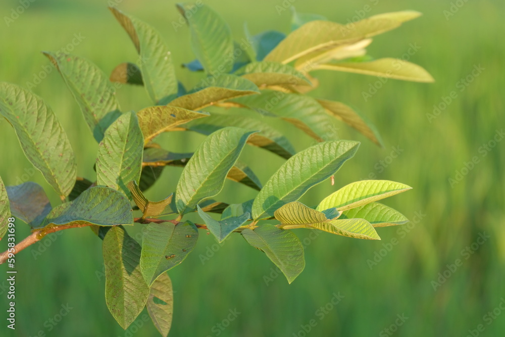 Guava Leaves - Close up the details of guava leaves. Guava leaves with ...