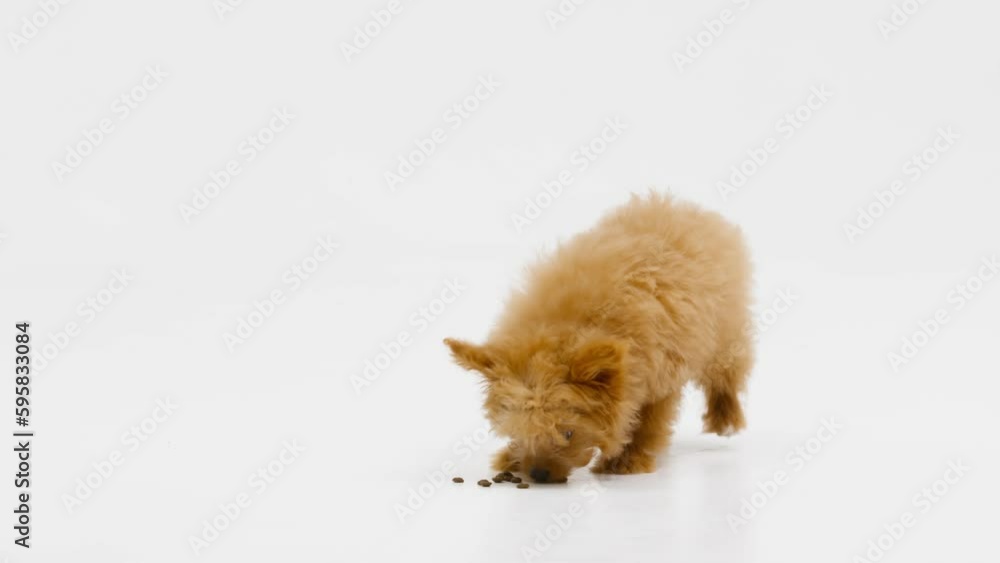 Cute little cockapoo puppy eating in studio isolated on white ...