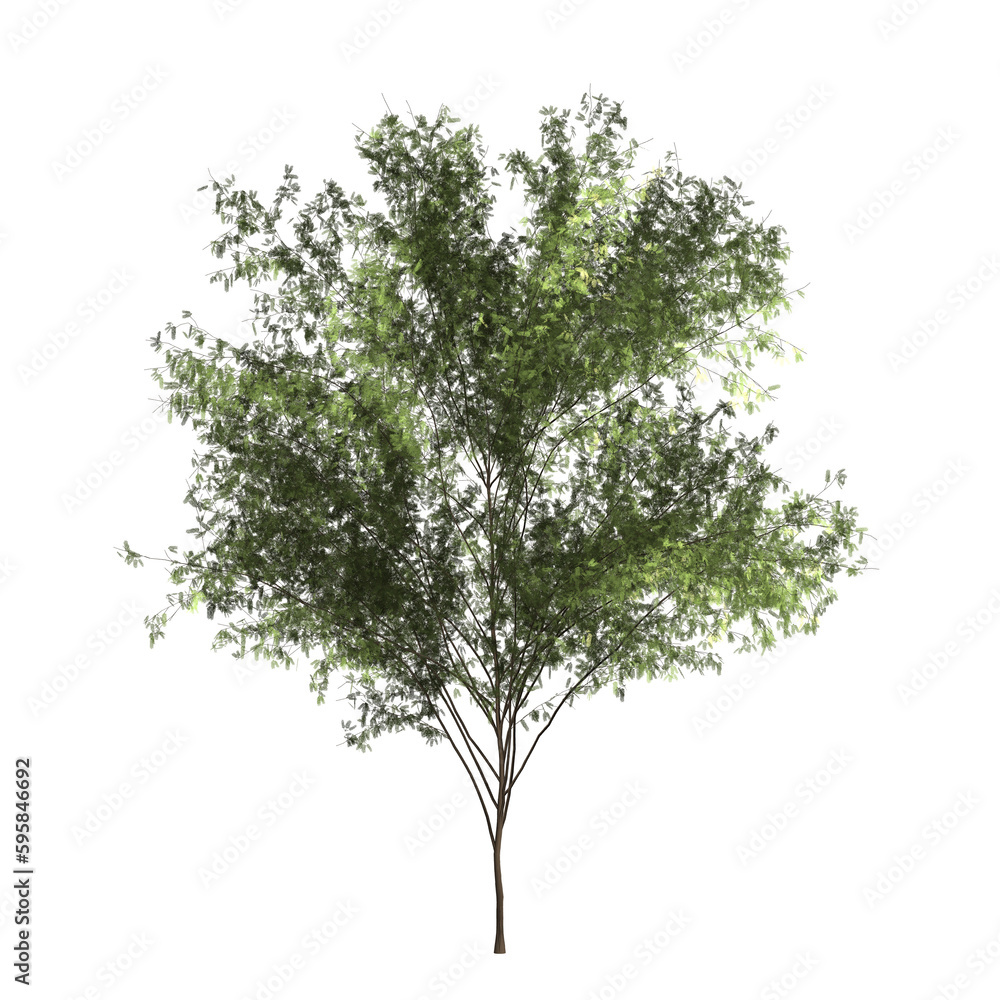 Cut out wild tree. Tree in transparent background png Stock ...