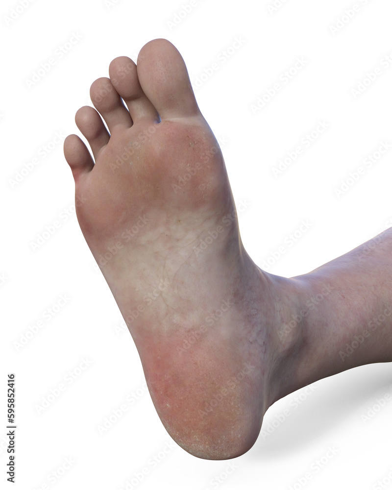 3D scientific medical illustration depicting the foot of a middle-age ...