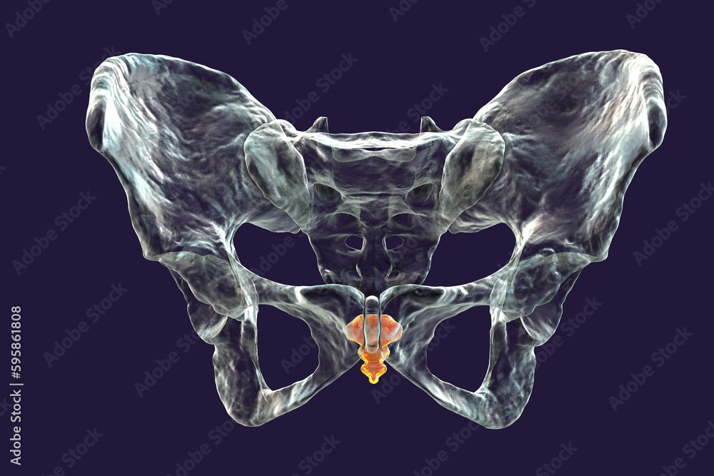 Anatomy of the coccyx bone, showcasing its intricate details and ...