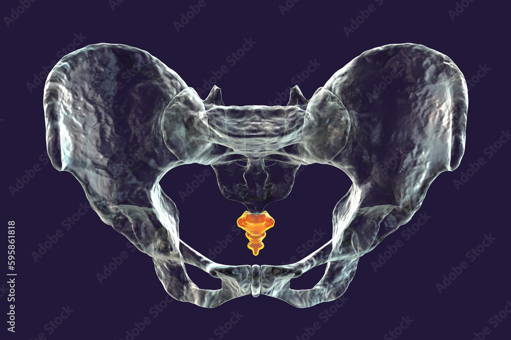 Anatomy of the coccyx bone, showcasing its intricate details and ...