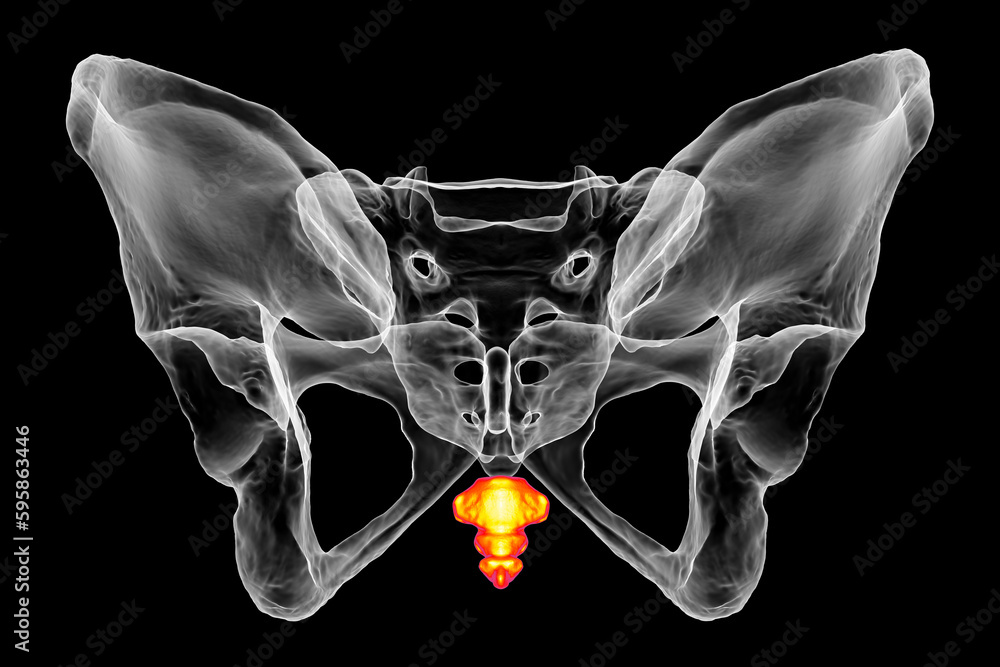 Anatomy of the coccyx bone, showcasing its intricate details and ...