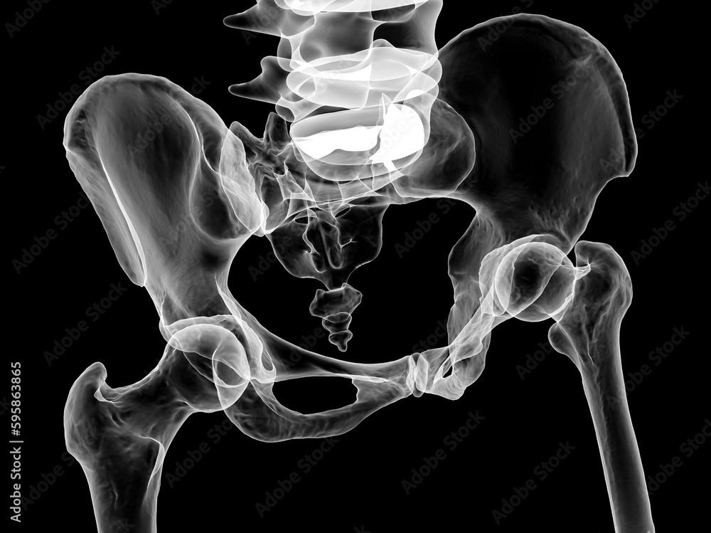 Anatomy of the pelvis bones, including the ilium, ischium, sacrum, and ...