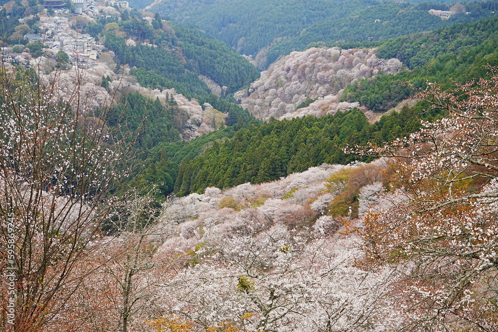 Yoshino-yama or Mount Yoshino in Nara, Japan. Pink Sakura or Cherry ...