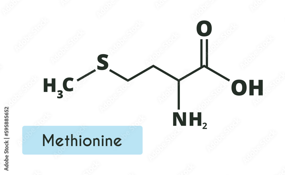 Methionine Lewis Structure