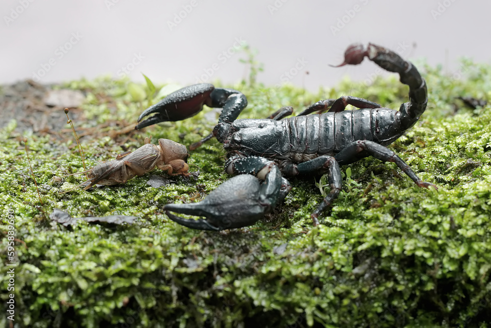 An Asian forest scorpion prepares to prey on a mole cricket on a rock ...