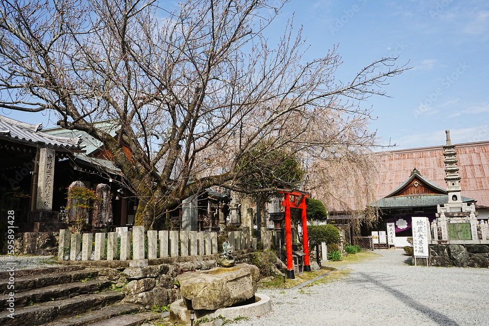 Yoshino-yama or Mount Yoshino in Nara, Japan. Pink Sakura or Cherry ...