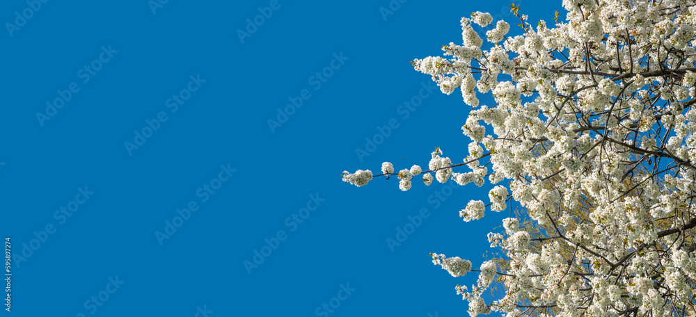 Banner with white Japanese cherry tree aka Sakura bloom in early Spring ...