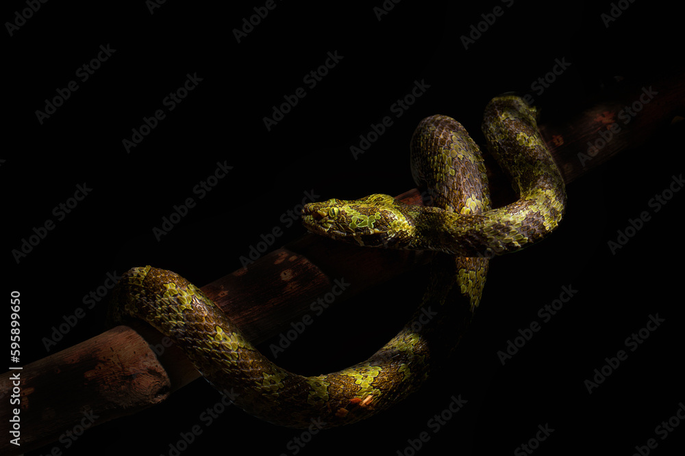 The Mangshan pit viper or Mang Mountain pit viper (Protobothrops ...