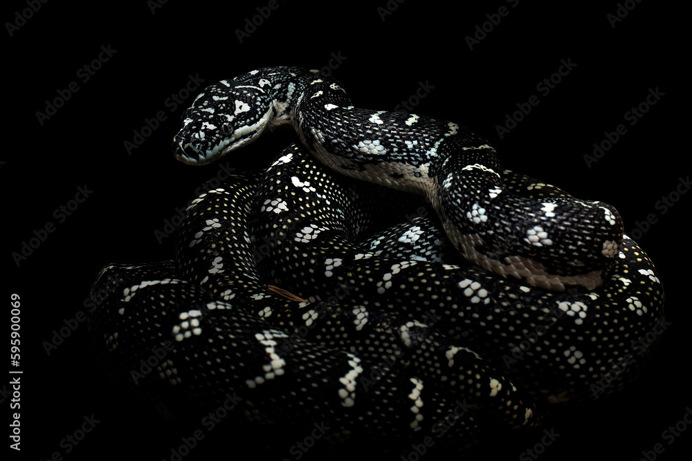 Black Diamond Python(Morelia spilota spilota), a breed that lives in ...