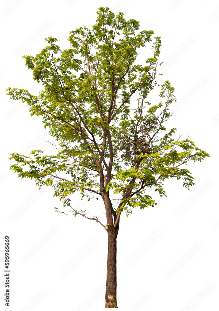 tree PNG file removed original background Stock Photo | Adobe Stock
