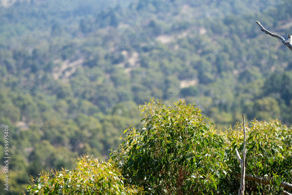 Trees and shrubs in the Australian bush forest. Gumtrees and native ...