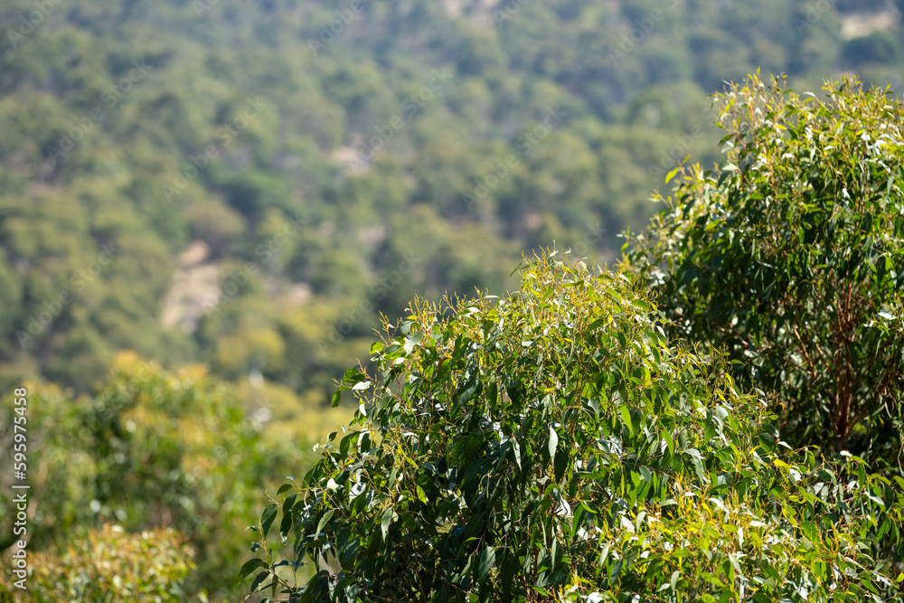 Trees and shrubs in the Australian bush forest. Gumtrees and native ...