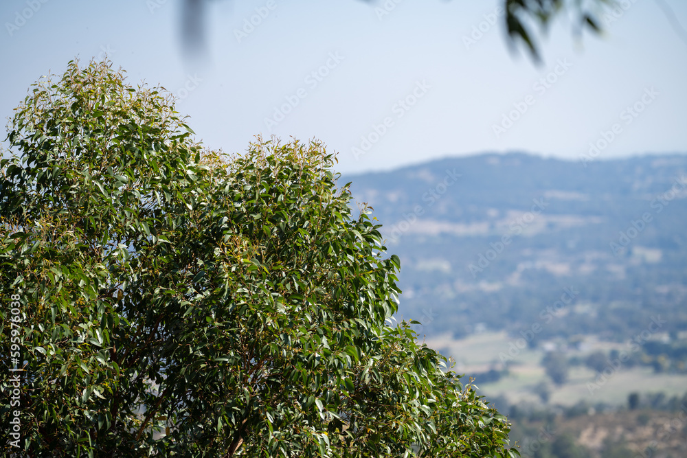 Trees and shrubs in the Australian bush forest. Gumtrees and native ...