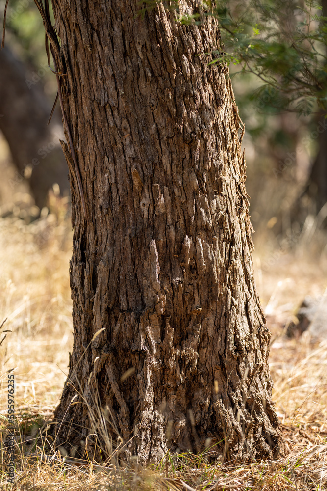 Trees and shrubs in the Australian bush forest. Gumtrees and native ...