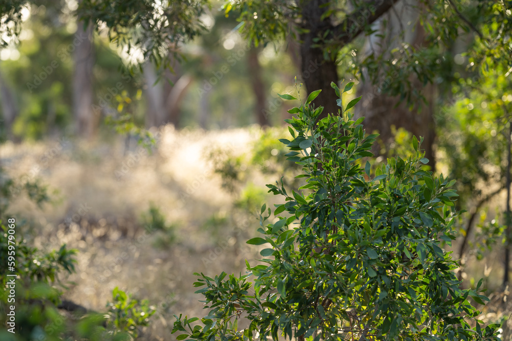 Trees and shrubs in the Australian bush forest. Gumtrees and native ...
